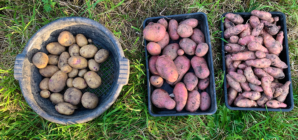 Growing Newsome Seed Swap and Potato Day 2024 – Newsome Grapevine